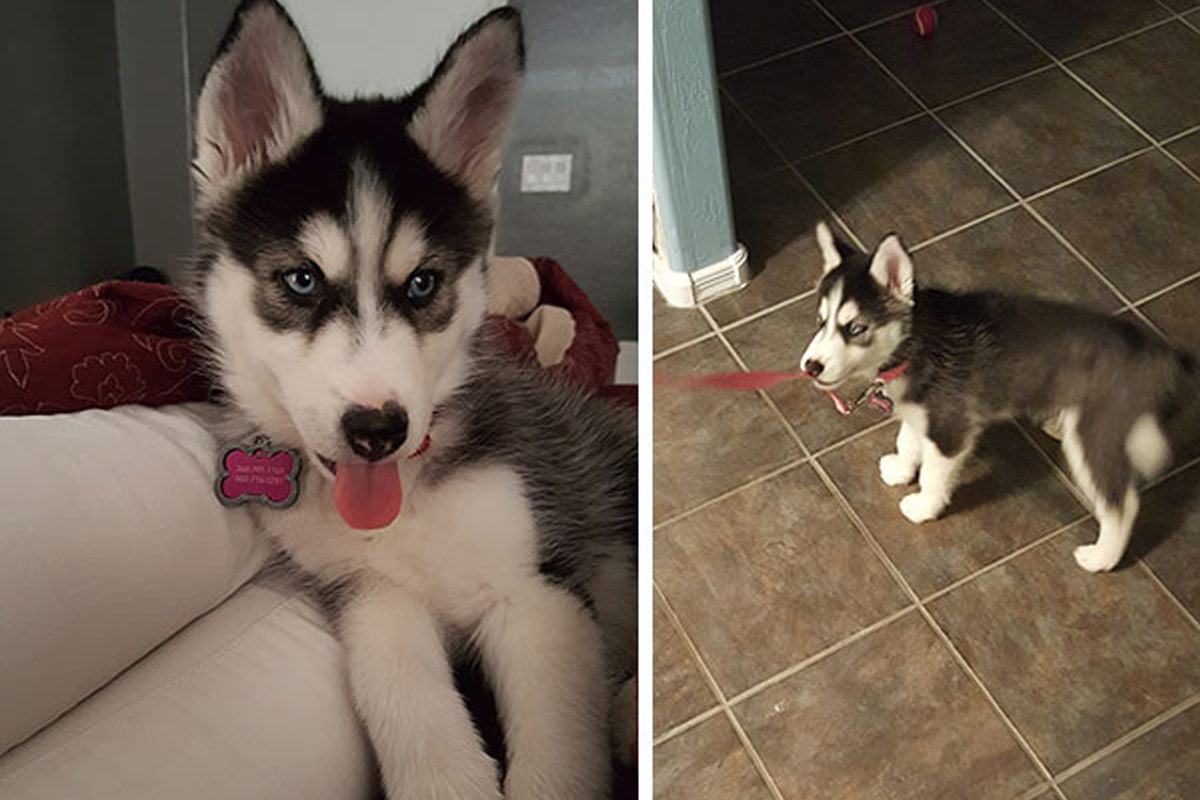 Meet Krazy Kuma: the Husky