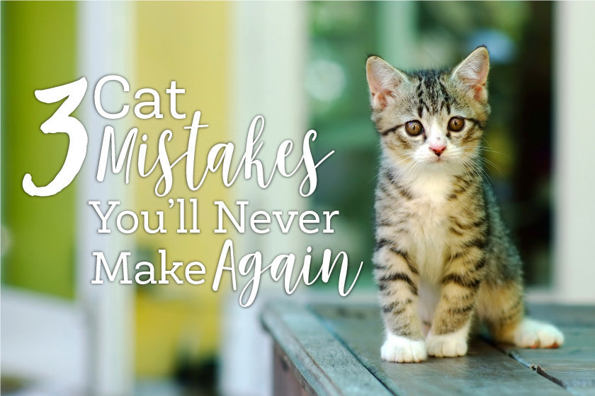 3 Cat Mistakes You’ll Want to Avoid
