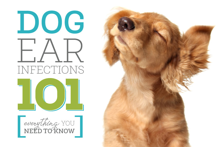 Dog Ear Infections 101: Everything You Need to Know