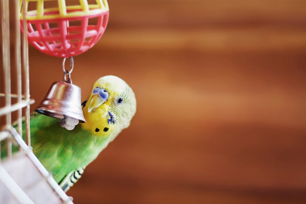 6 Tips for a Happy, Healthy Bird