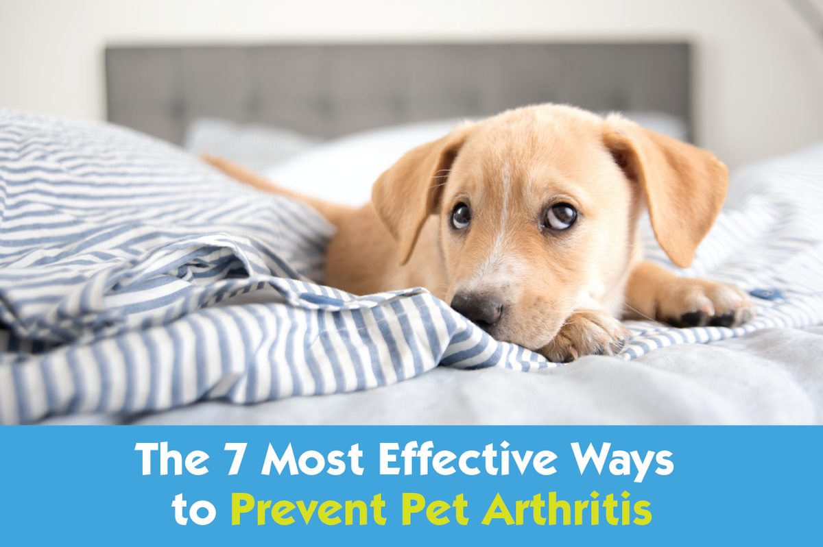 The 7 Most Effective Ways to Prevent Pet Arthritis